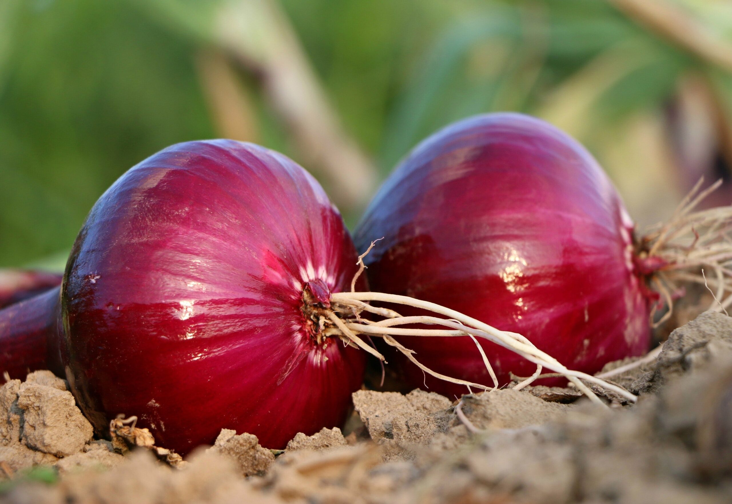 Onion Crops