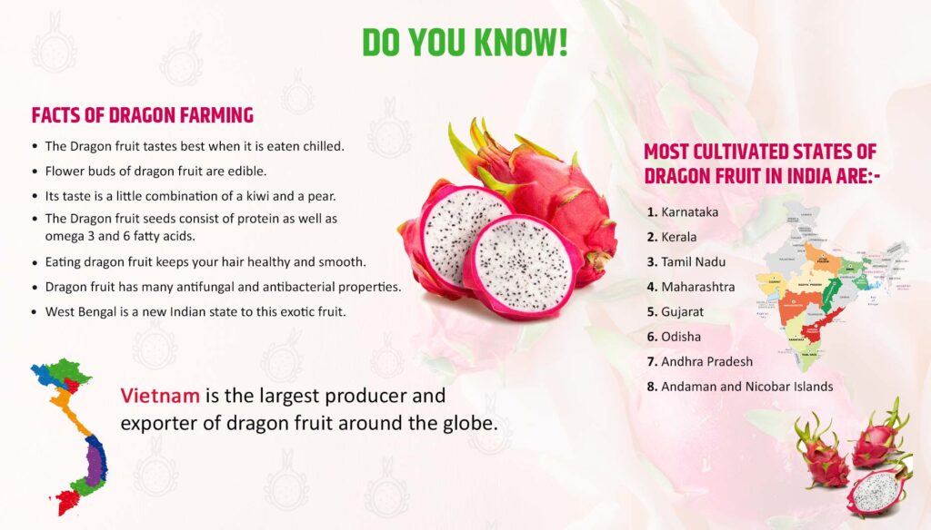 Dragon Fruit Farming With Method, Process And Health Benefits