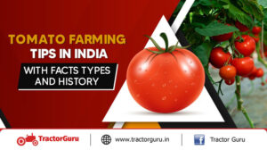 Tomato Farming Tips In India With Facts Types And History