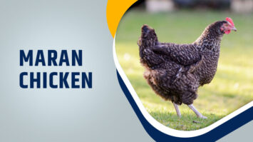 Chicken Farming : Types of Chicken, Rearing with Advantage