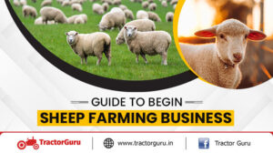 Ultimate Guide to begin Sheep Farming Business in India