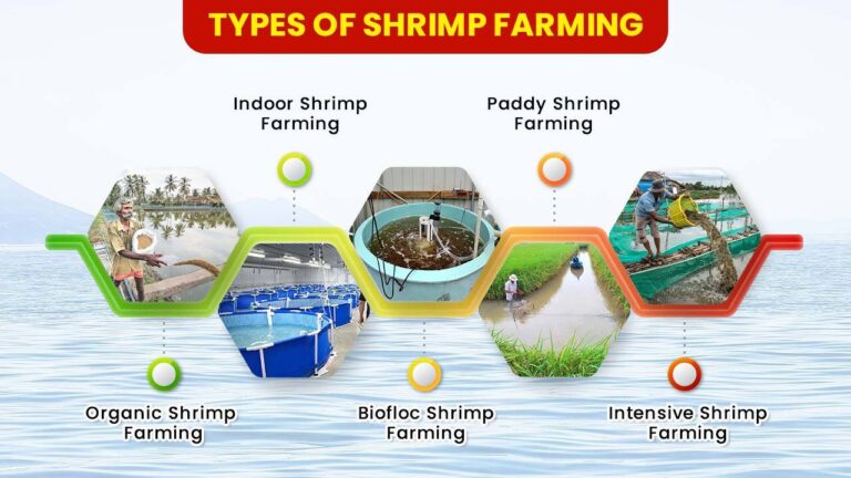 Shrimp Farming - Profitable Aquaculture Business In India