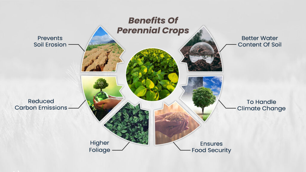 Perennial Crops Farming Know Benefits Importance And Types Perennial Crops Farming Know Benefits Importance And Types