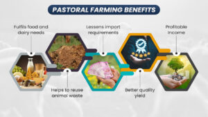 Pastoral Farming – An Ultimate Guide With Complete Details