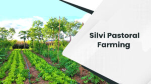 Pastoral Farming – An Ultimate Guide With Complete Details