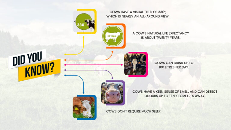 What is Cattle Farming : Tips and Types Explained