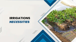 Potato Farming Process - Cultivation, Planting & Harvesting
