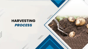 Potato Farming Process - Cultivation, Planting & Harvesting